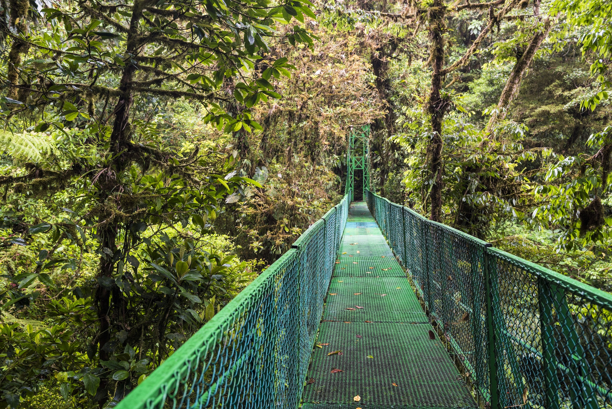 Partez à la découverte de la Forêt Tropicale à Monteverde au Costa Rica
