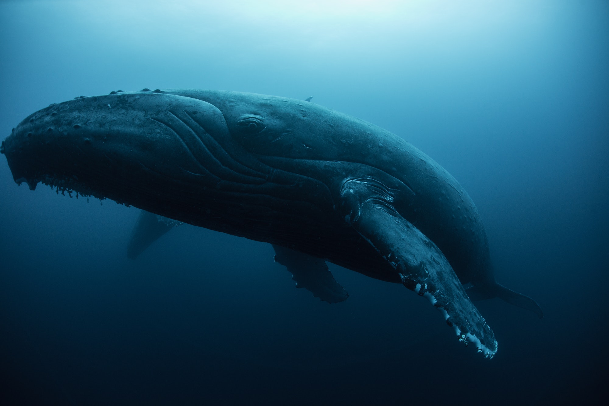 Les magnifiques baleines du Québec